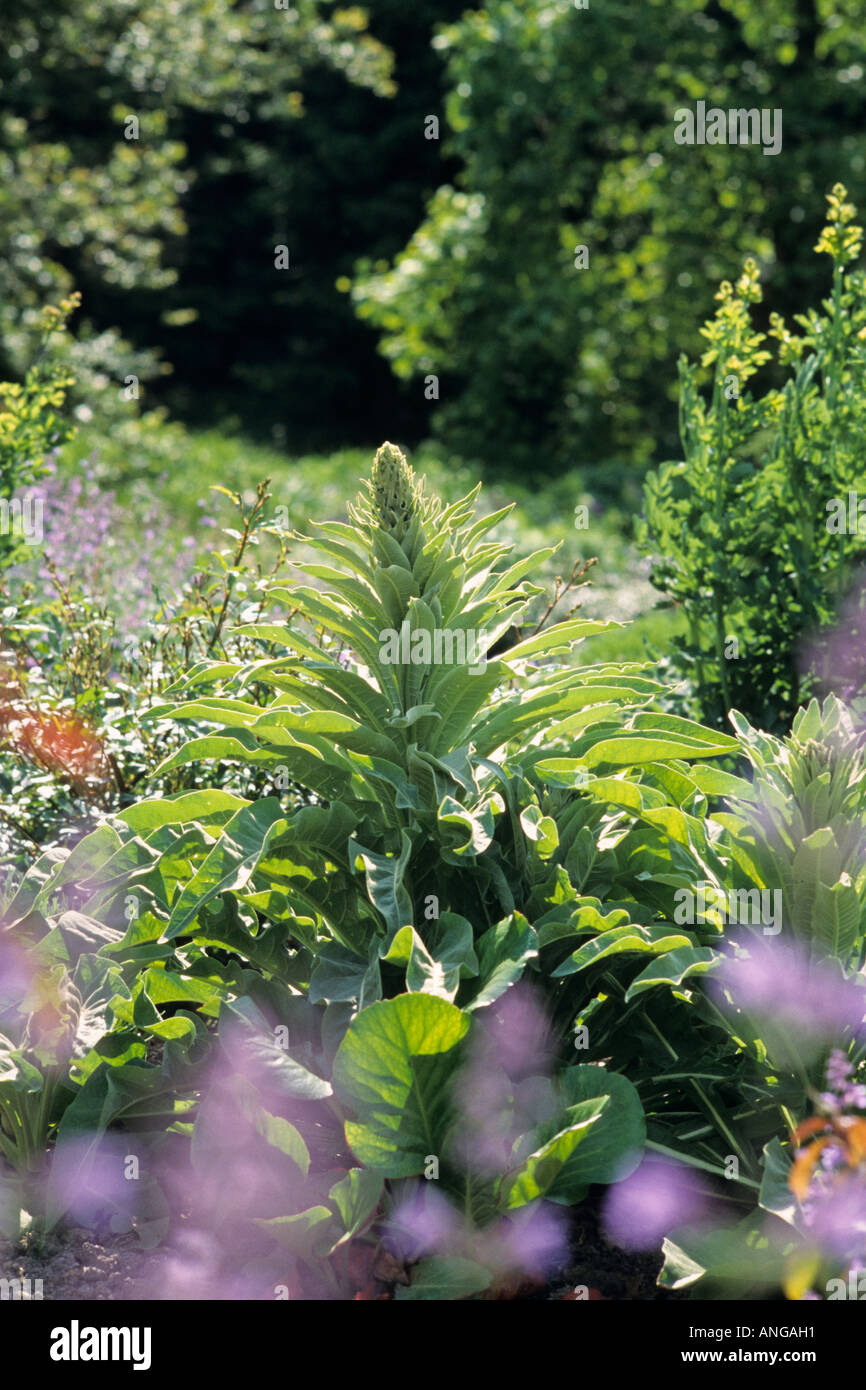 Large flowering mullein (Verbascum densiflorum Stock Photo - Alamy