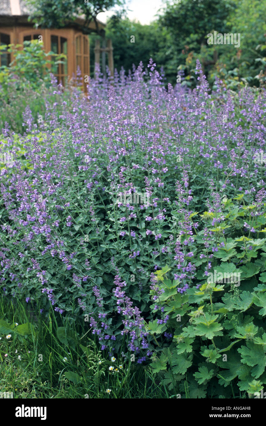 Catmint (Nepeta x faassenii Stock Photo - Alamy