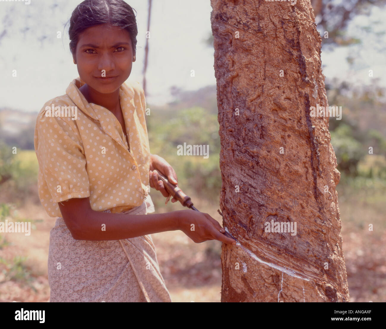 Sri Lanka woman tapping a rubber tree Stock Photo - Alamy