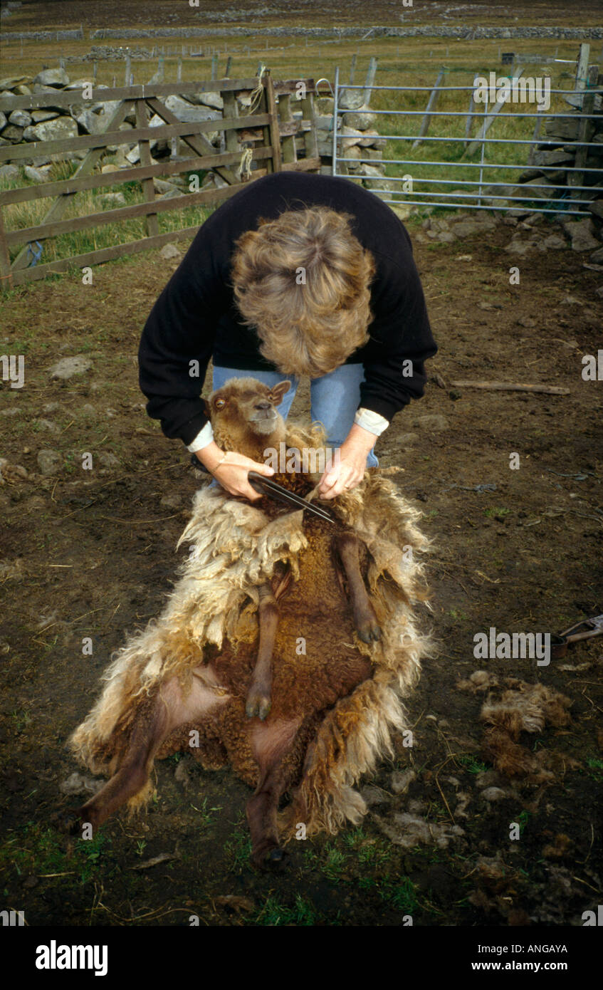 Hand Sheep Shearing High Resolution Stock Photography and Images - Alamy
