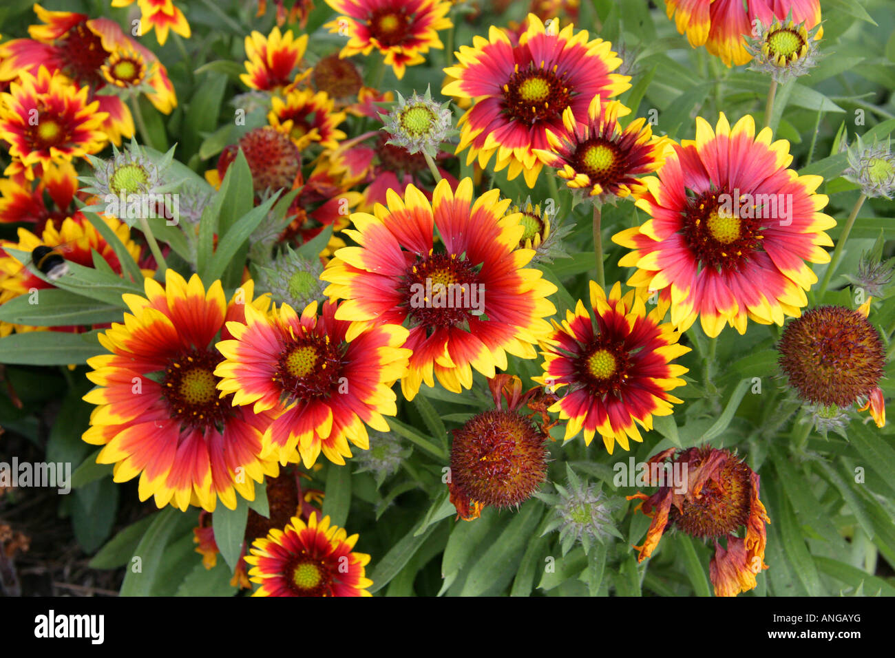 Compositae asteraceae hi-res stock photography and images - Alamy