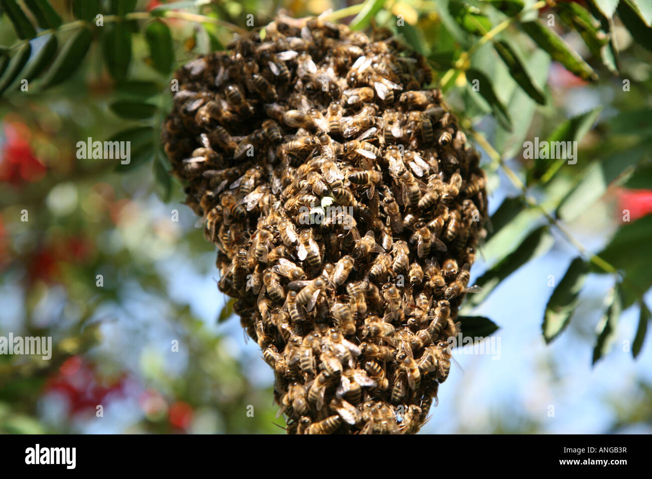 Swarm of bees Stock Photo - Alamy
