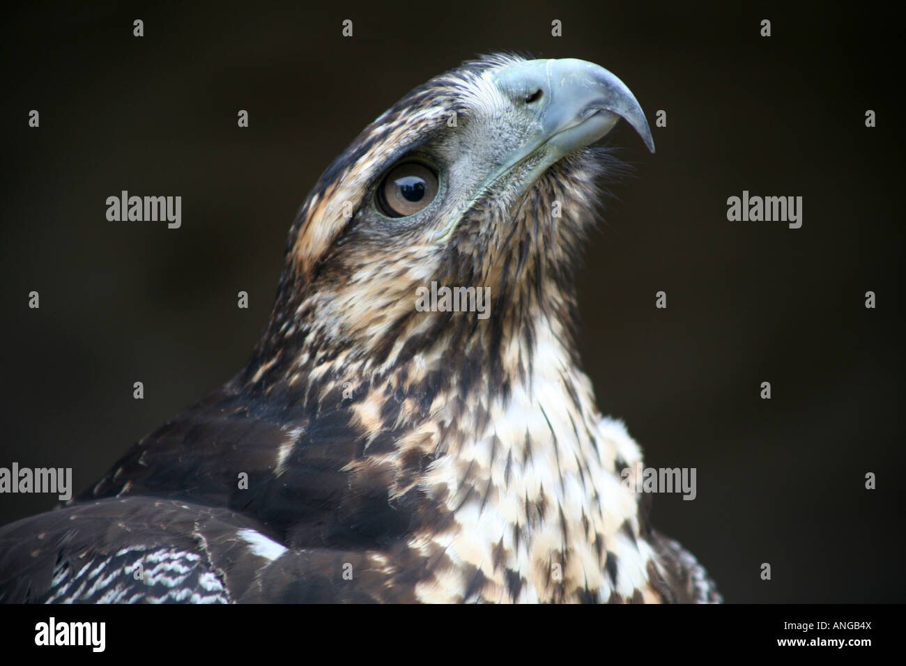 Common Buzzard close up Stock Photo - Alamy