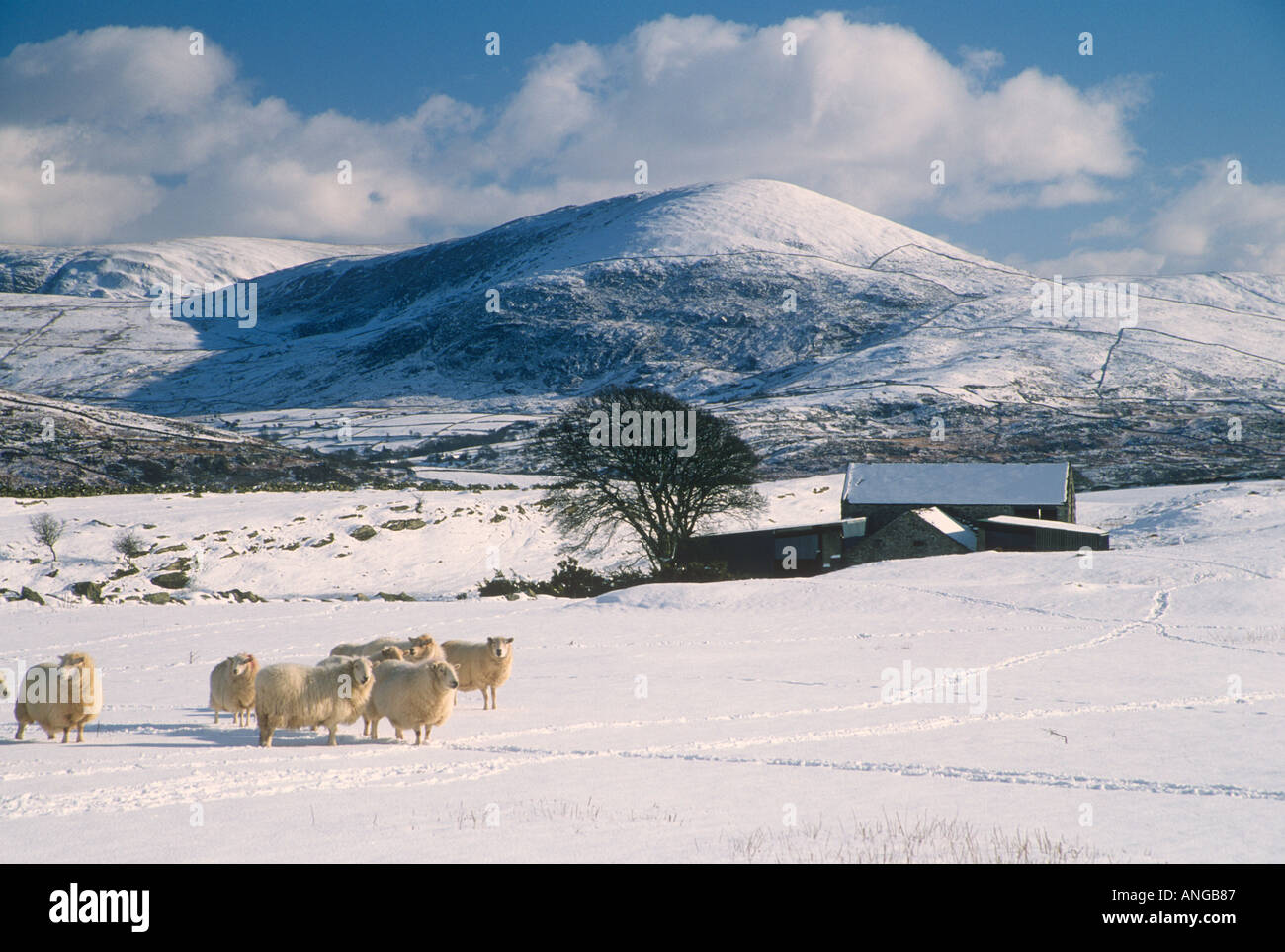 Sheep Moefre The Rhinogs Snowdonia North West Wales Stock Photo - Alamy
