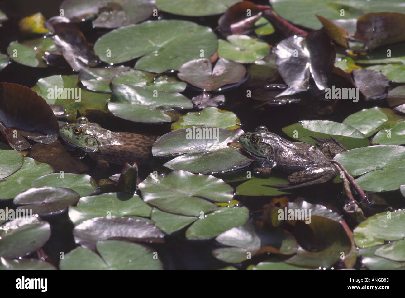 Bullfrogs hi-res stock photography and images - Alamy
