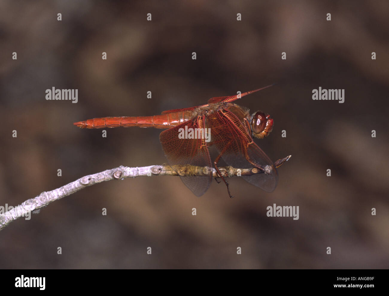 Big red skimmer hi-res stock photography and images - Alamy
