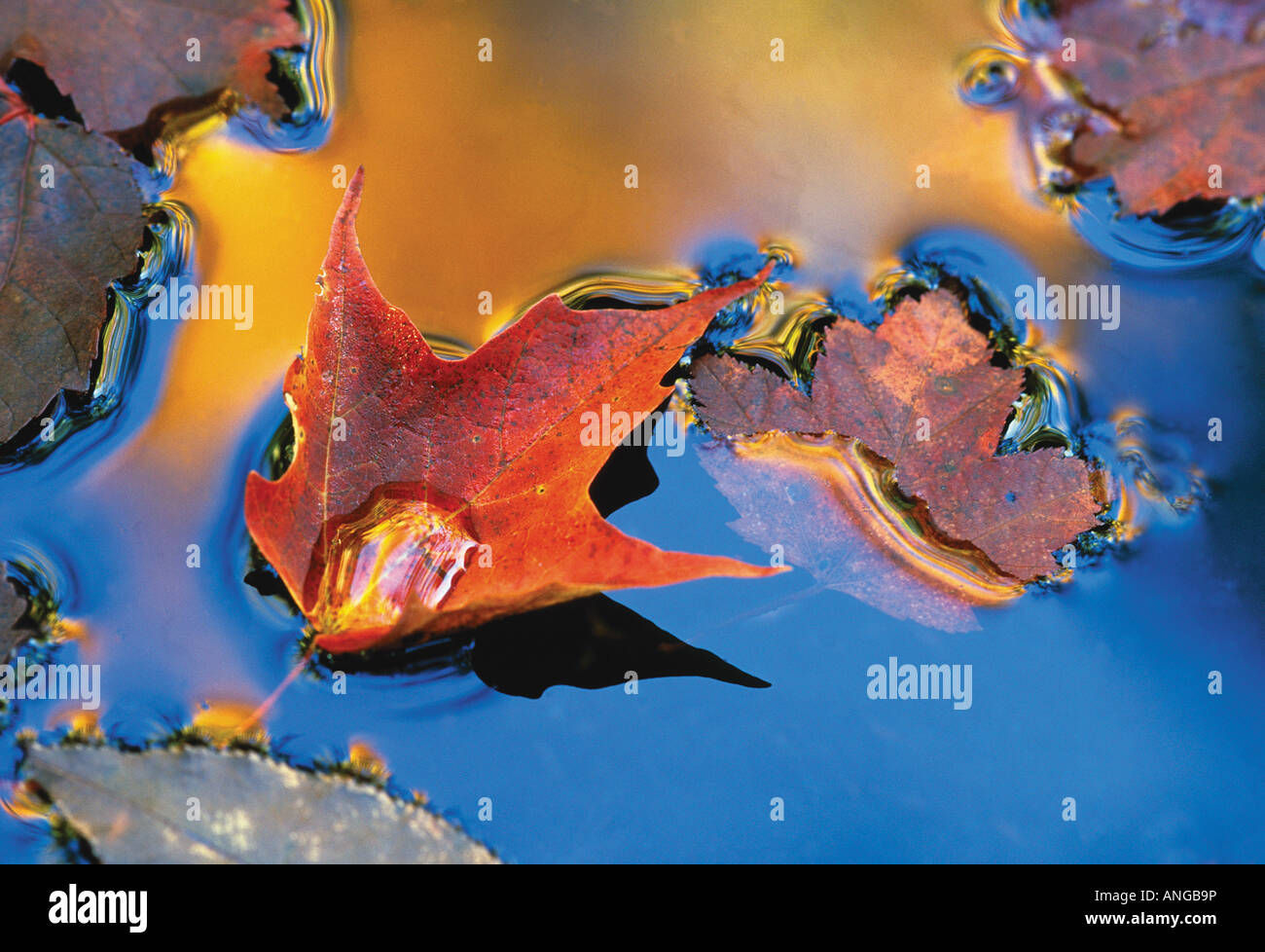 USA, Northeast, Maple Leaf in Reflection Floating Down Stream Stock ...