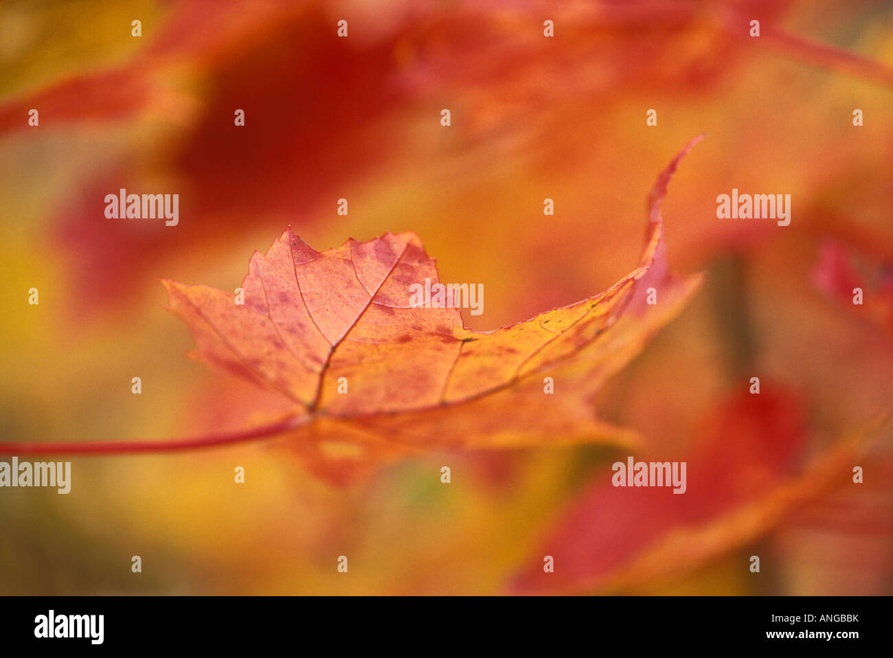 USA, Northeast, Red Maple Leaf in Fall Stock Photo - Alamy