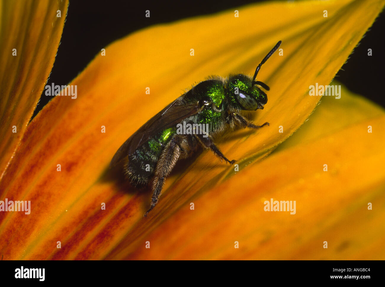 Green Metallic Bee Stock Photo - Alamy