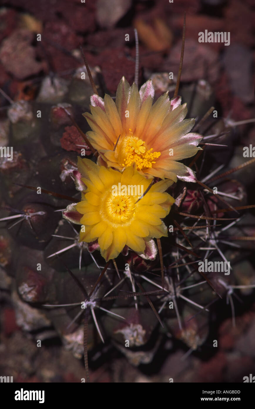 Thelocactus tulensis hi-res stock photography and images - Alamy