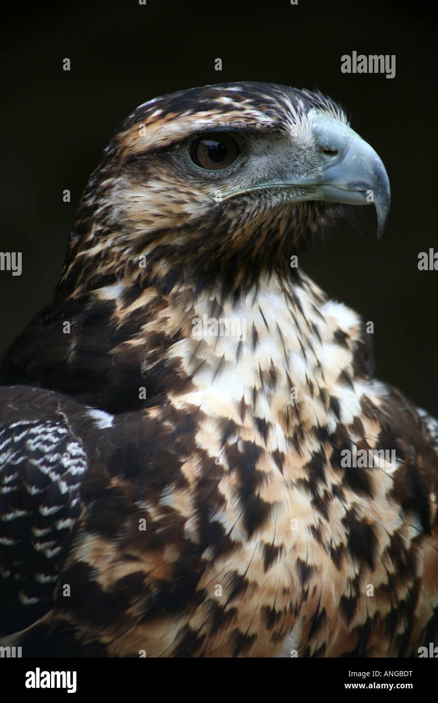 Common buzzard with prey hi-res stock photography and images - Alamy