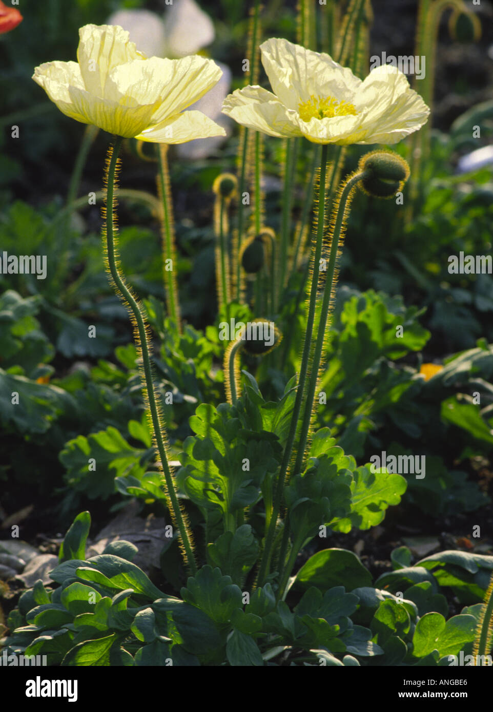 Arctic poppies hi-res stock photography and images - Alamy