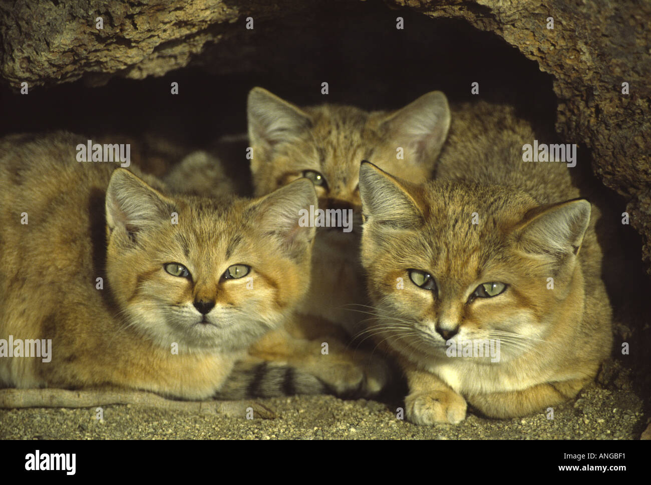 Sand cats felis margarita hi-res stock photography and images - Alamy