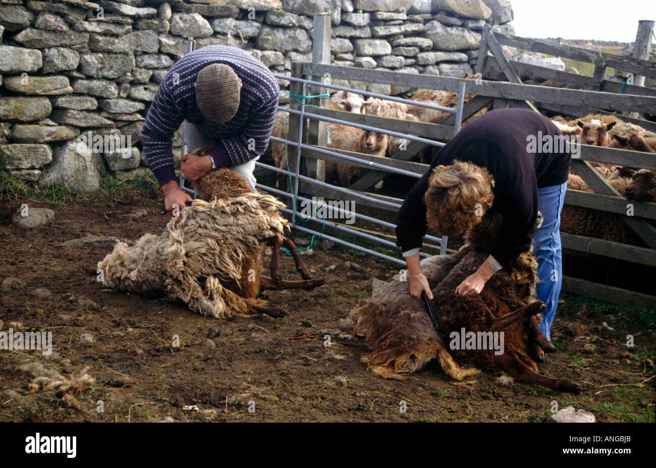 Foula shetlands scotland sheep shearing hi-res stock photography and ...