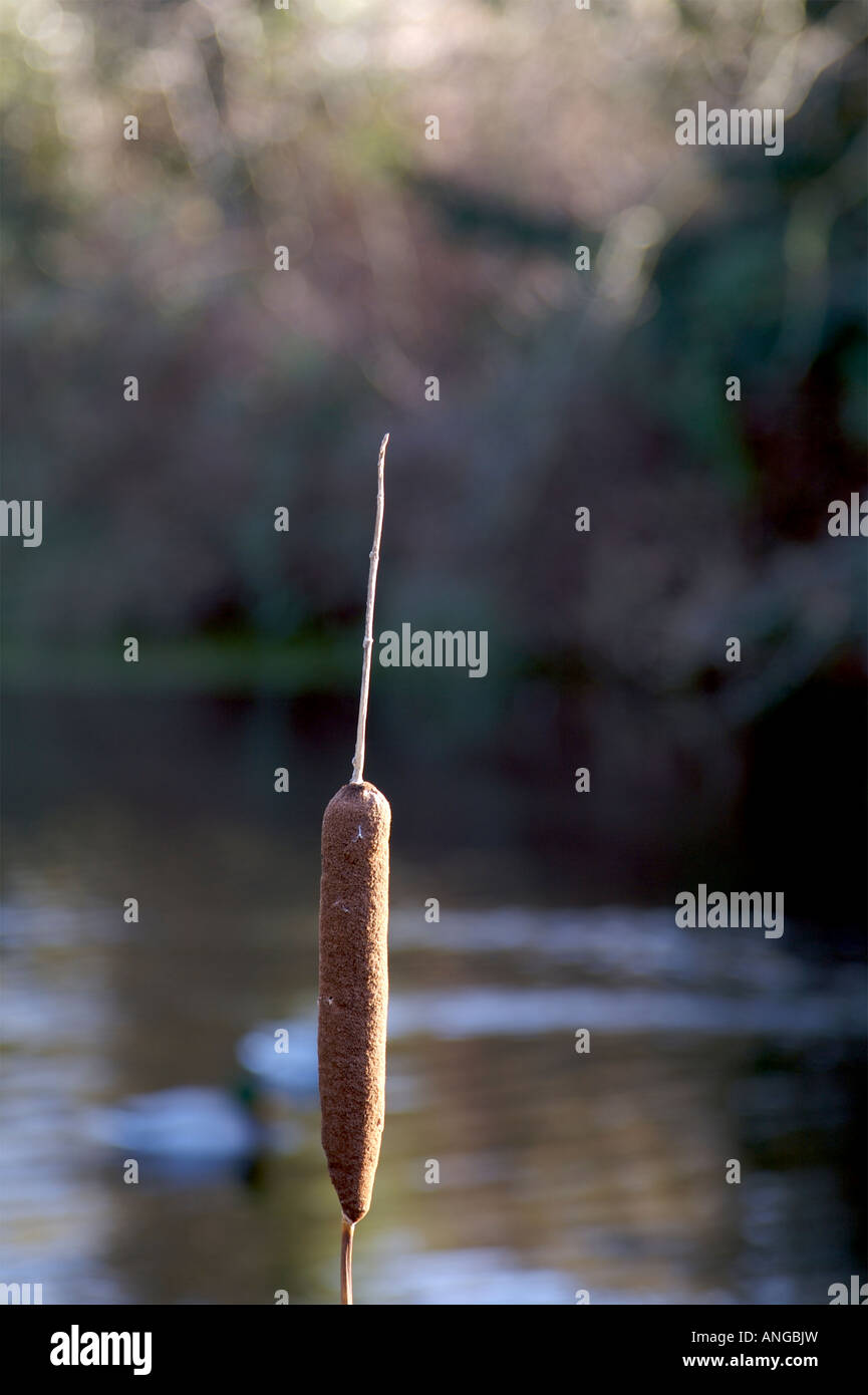 A waterside reed in winter, in Surrey Stock Photo - Alamy