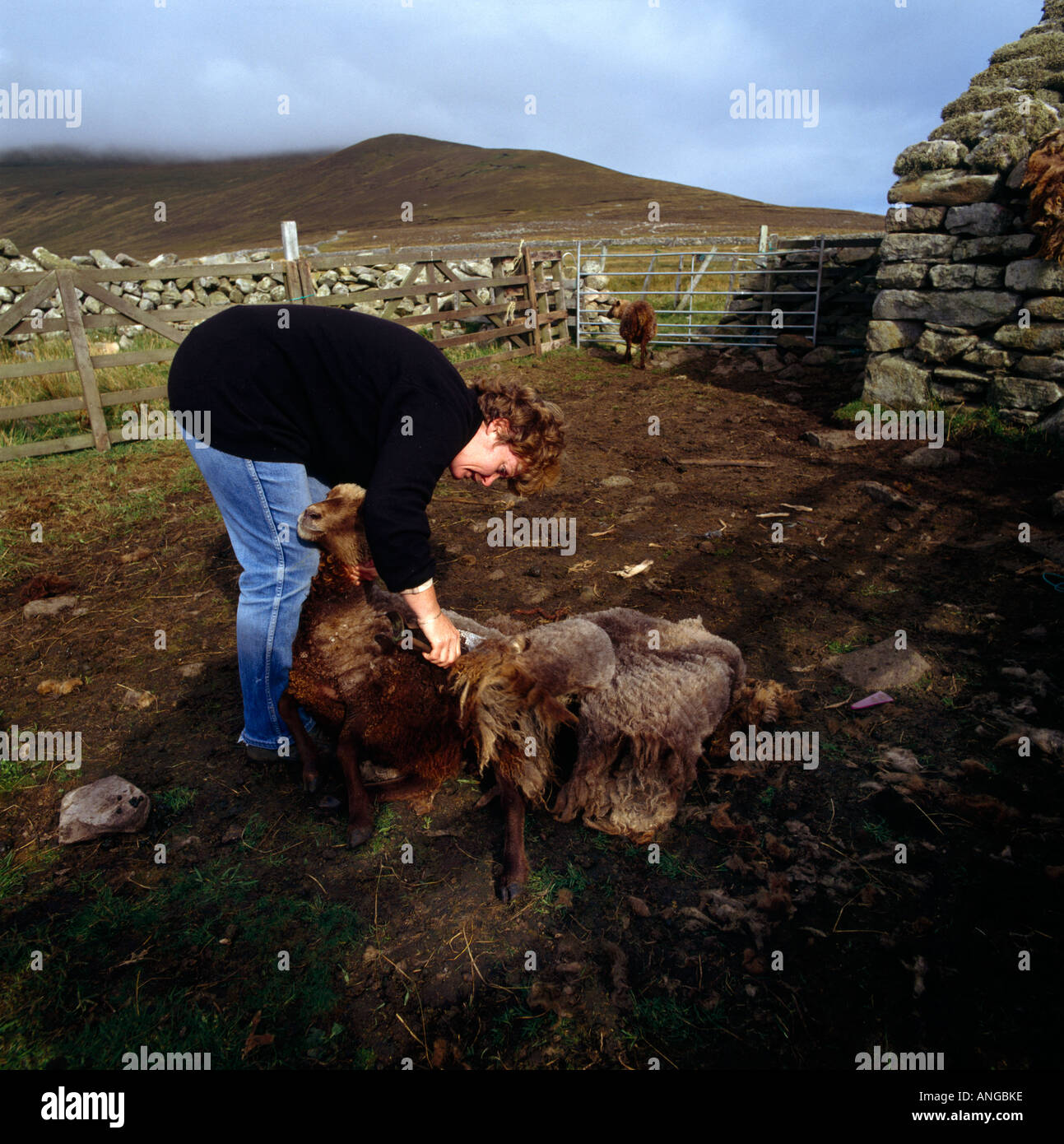 Woman sheep shearing hi-res stock photography and images - Alamy