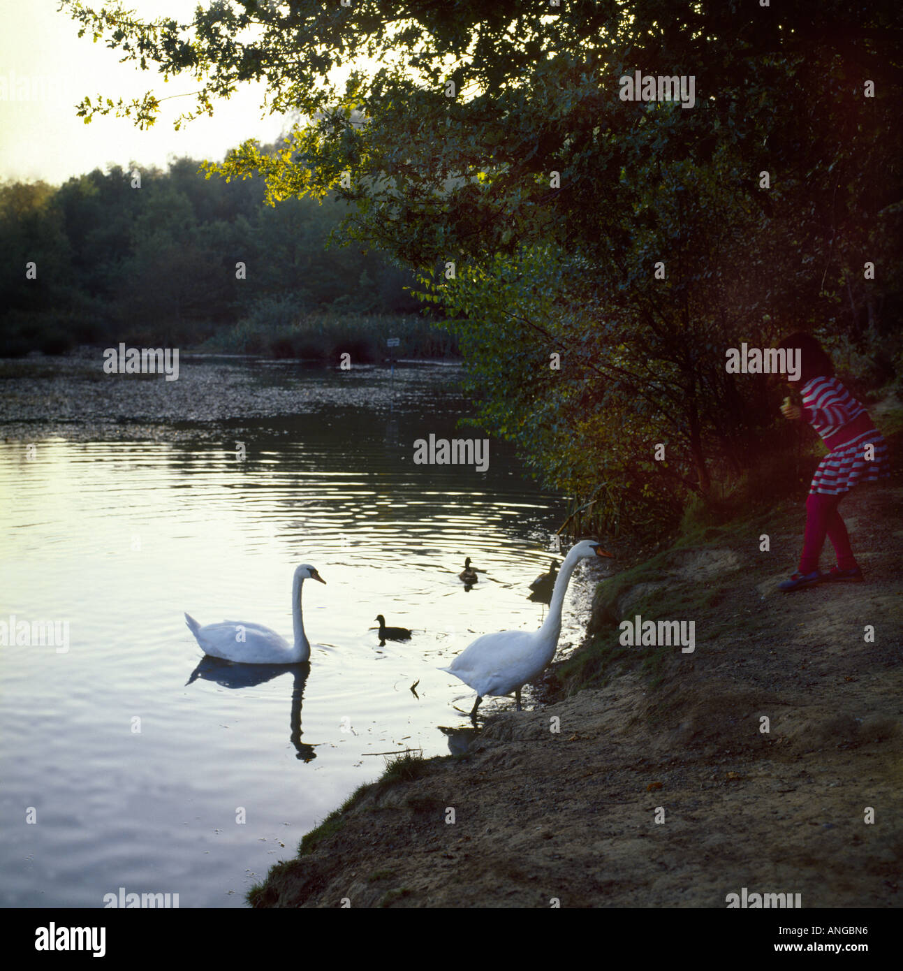 Stew pond epsom hi-res stock photography and images - Alamy