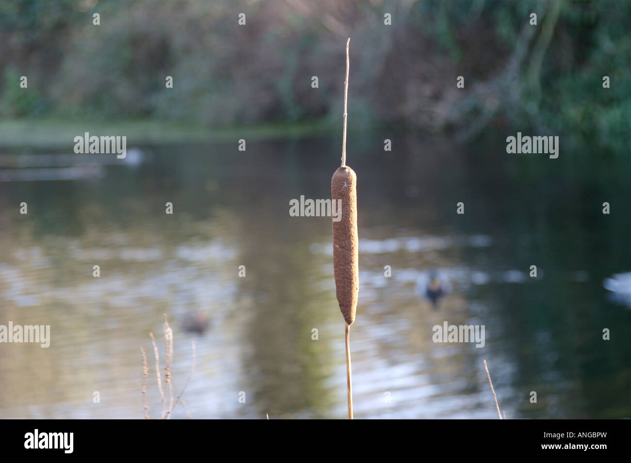 Knurl hi-res stock photography and images - Alamy