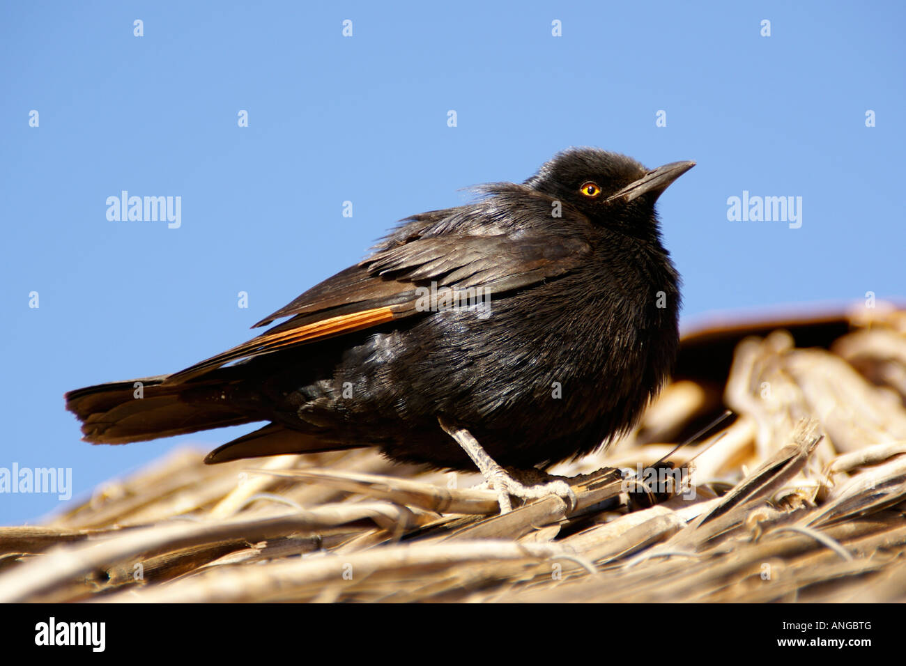 Mountain starling at Fish River Canyon in southern Namibia Stock Photo ...