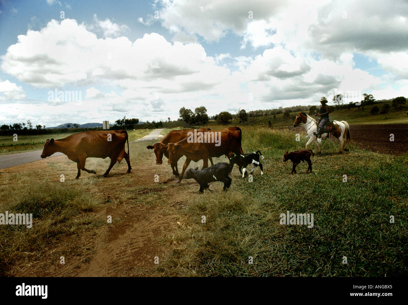 Cherbourg Queensland Australia Cattle Stock Photo - Alamy