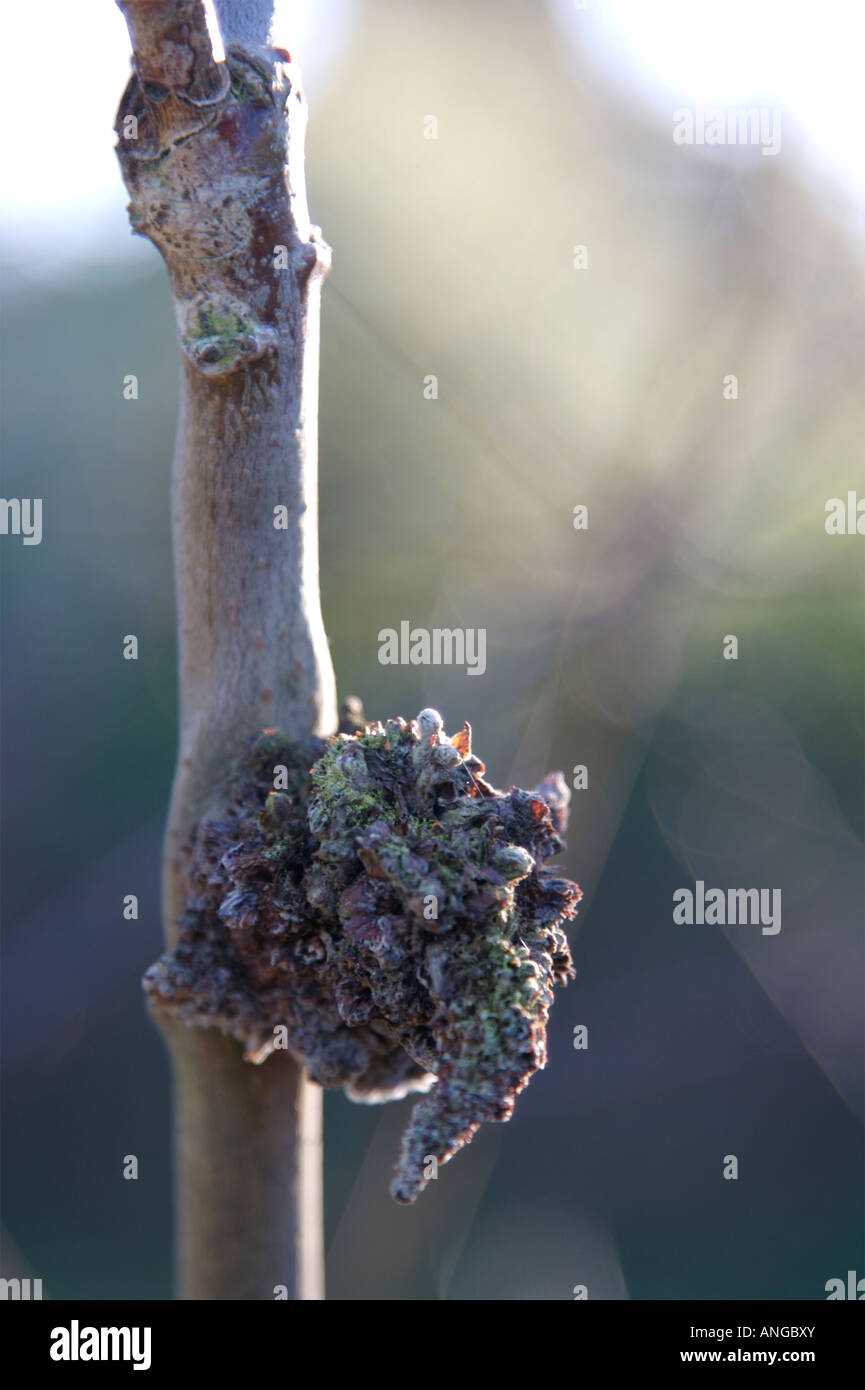 Knurl Stock Photos & Knurl Stock Images - Alamy