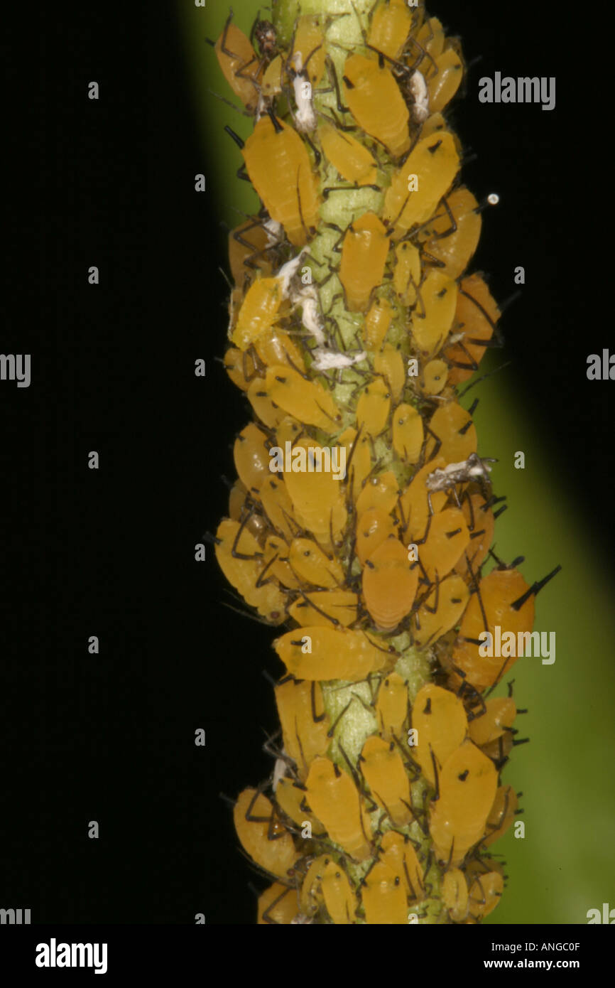 For aphids hi-res stock photography and images - Alamy
