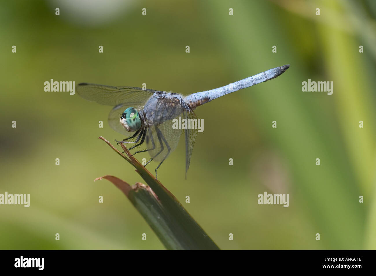 Dragonfly 2 hi-res stock photography and images - Alamy