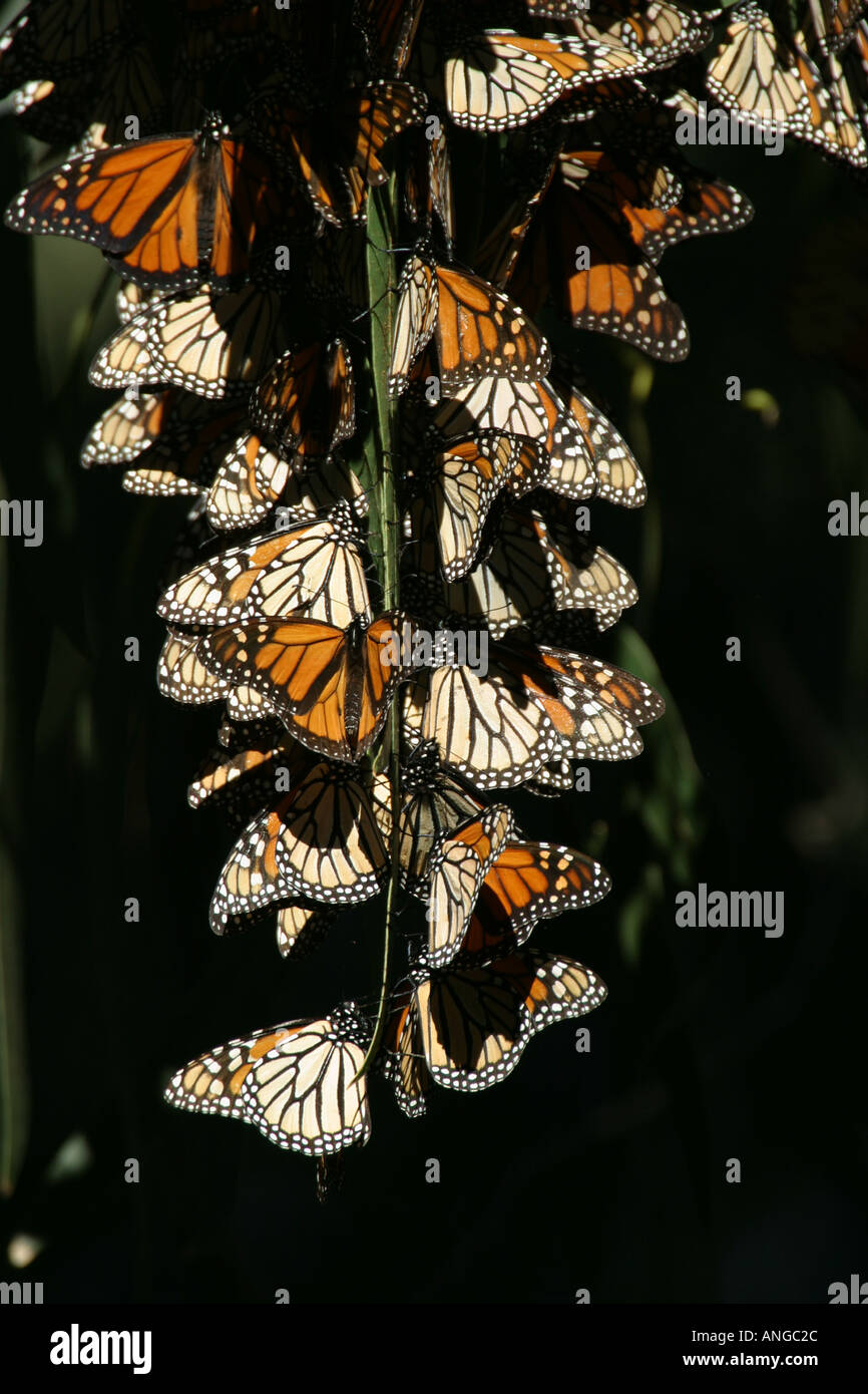 2 monarch butterflies hi-res stock photography and images - Alamy