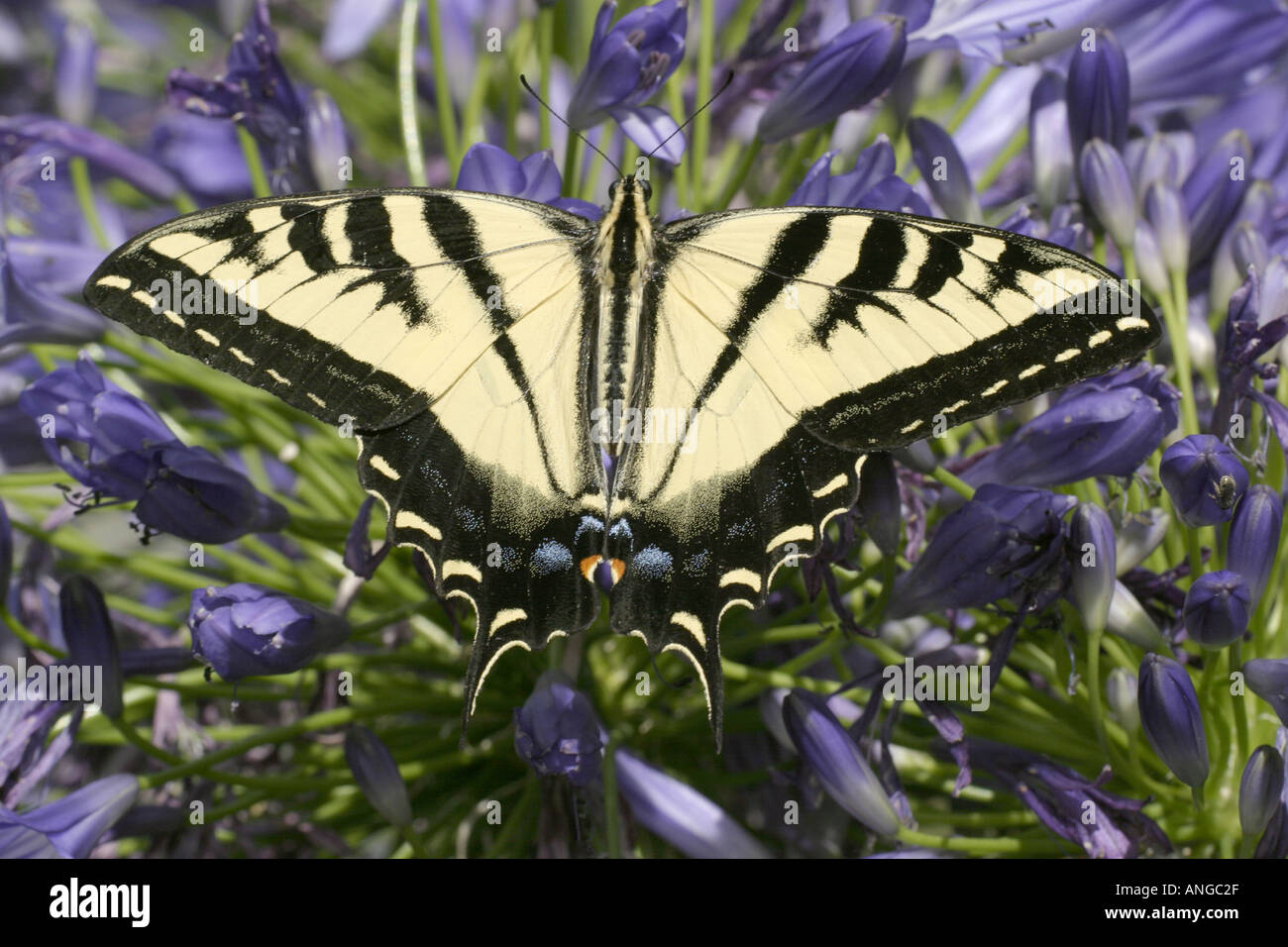 Tiger Swallowtail 1 Stock Photo - Alamy