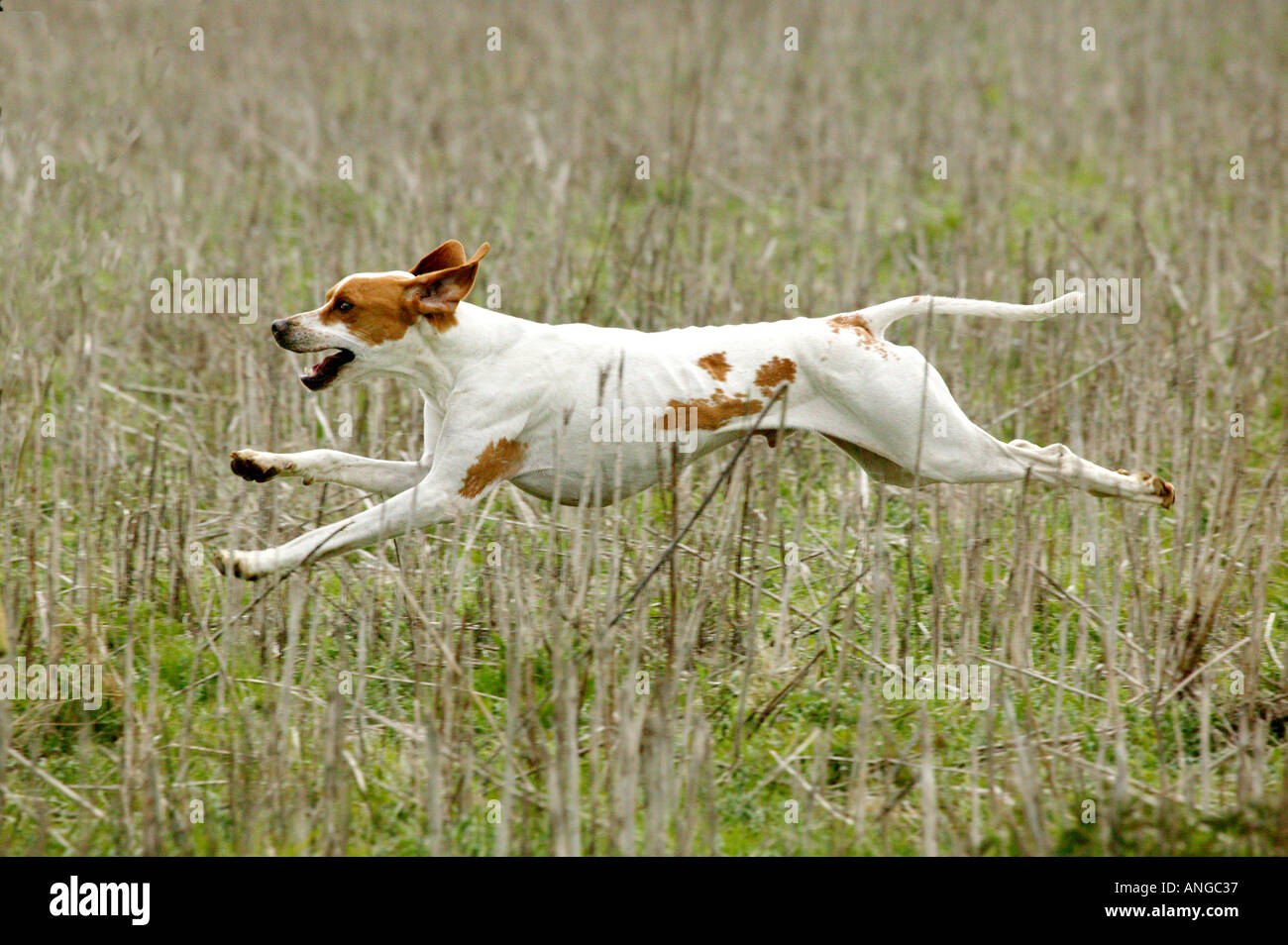 Pointer in full flight Stock Photo - Alamy
