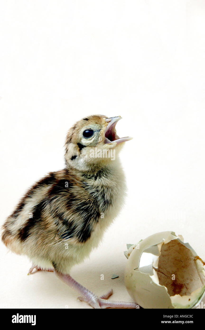 New Hatched Pheasant Chick Stock Photo - Alamy