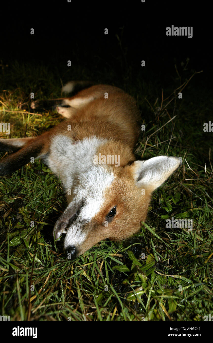 Rifle Shot Fox Stock Photo - Alamy
