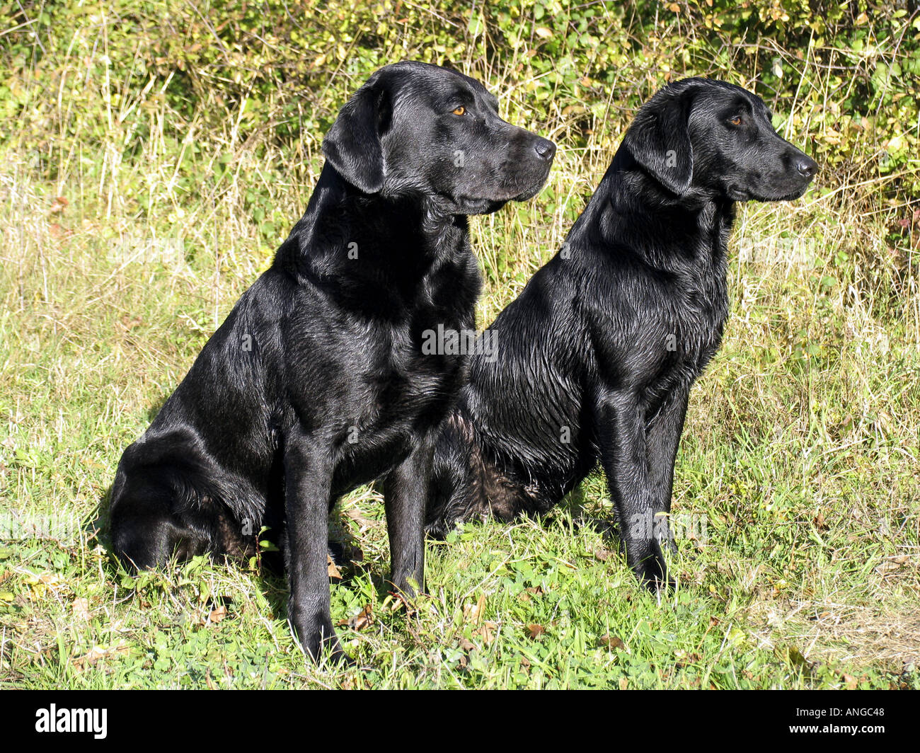Black labs hi-res stock photography and images - Alamy