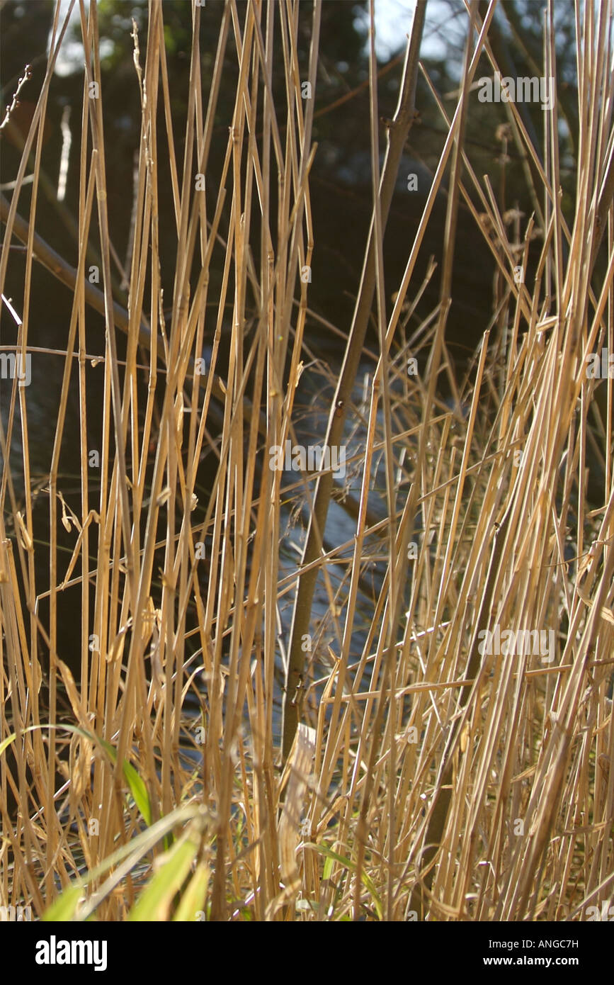 Grasses on the river bank hi-res stock photography and images - Alamy