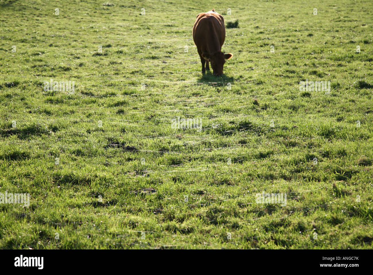 Cow in a field Stock Photo - Alamy