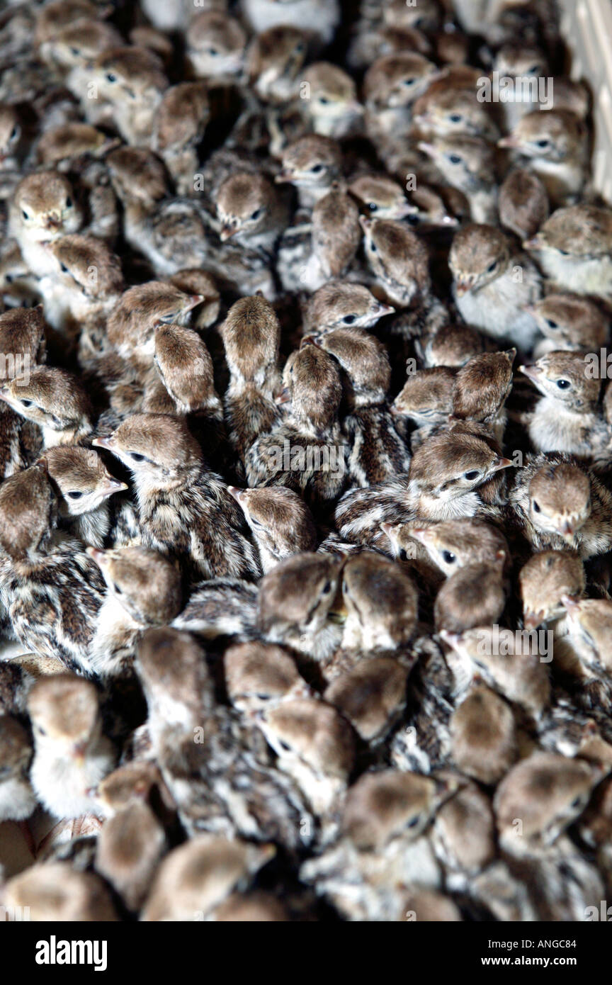 New Hatched Red Legged Partridge Chicks Stock Photo - Alamy
