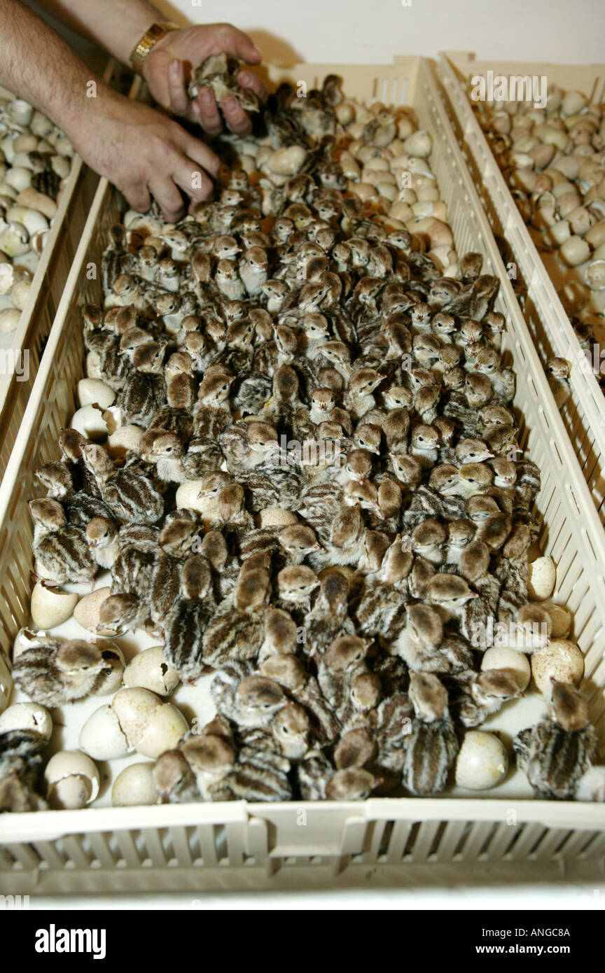 New Hatched Red Legged Partridge Chicks Stock Photo - Alamy