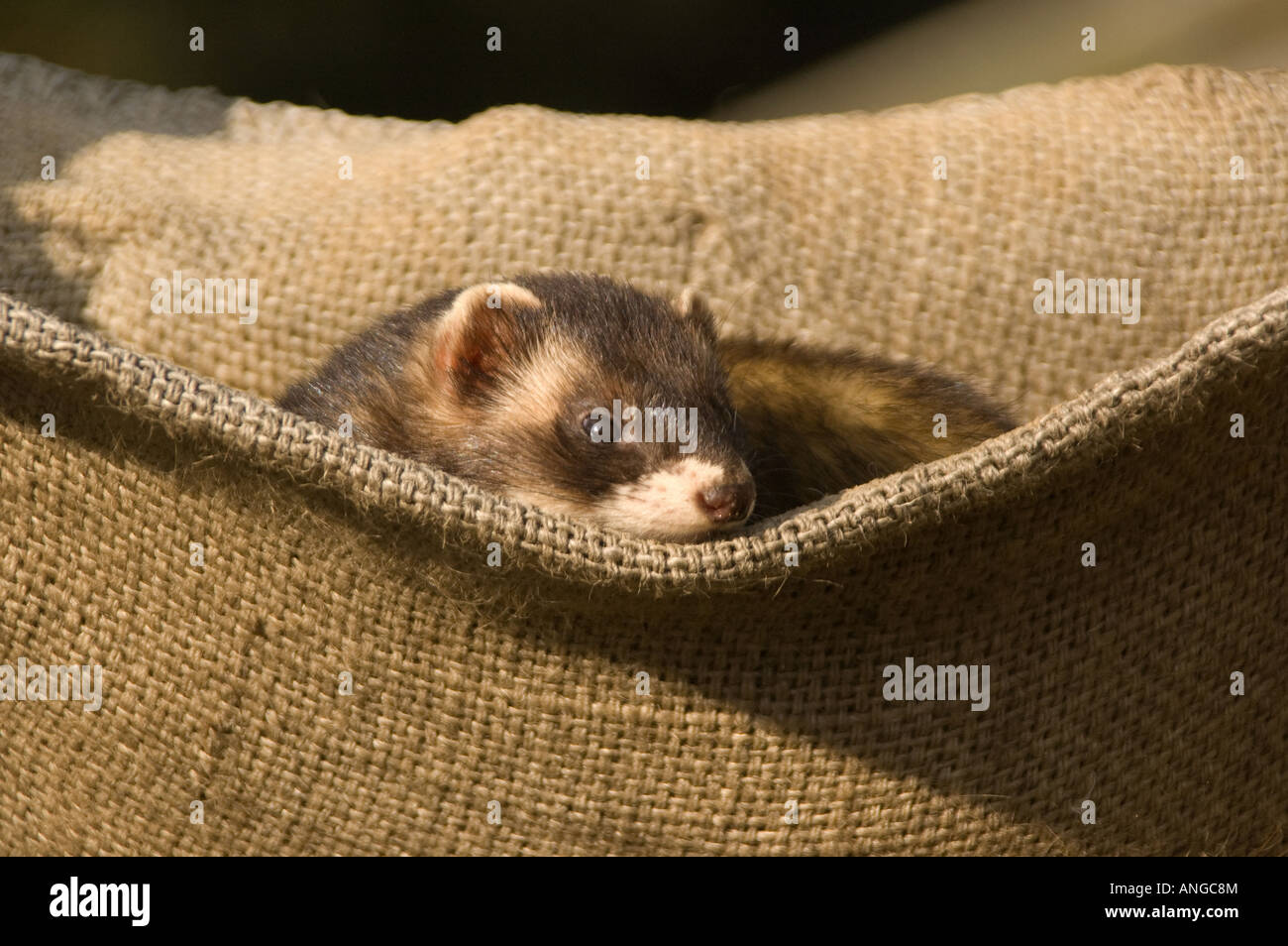 Mammal scat hi-res stock photography and images - Alamy