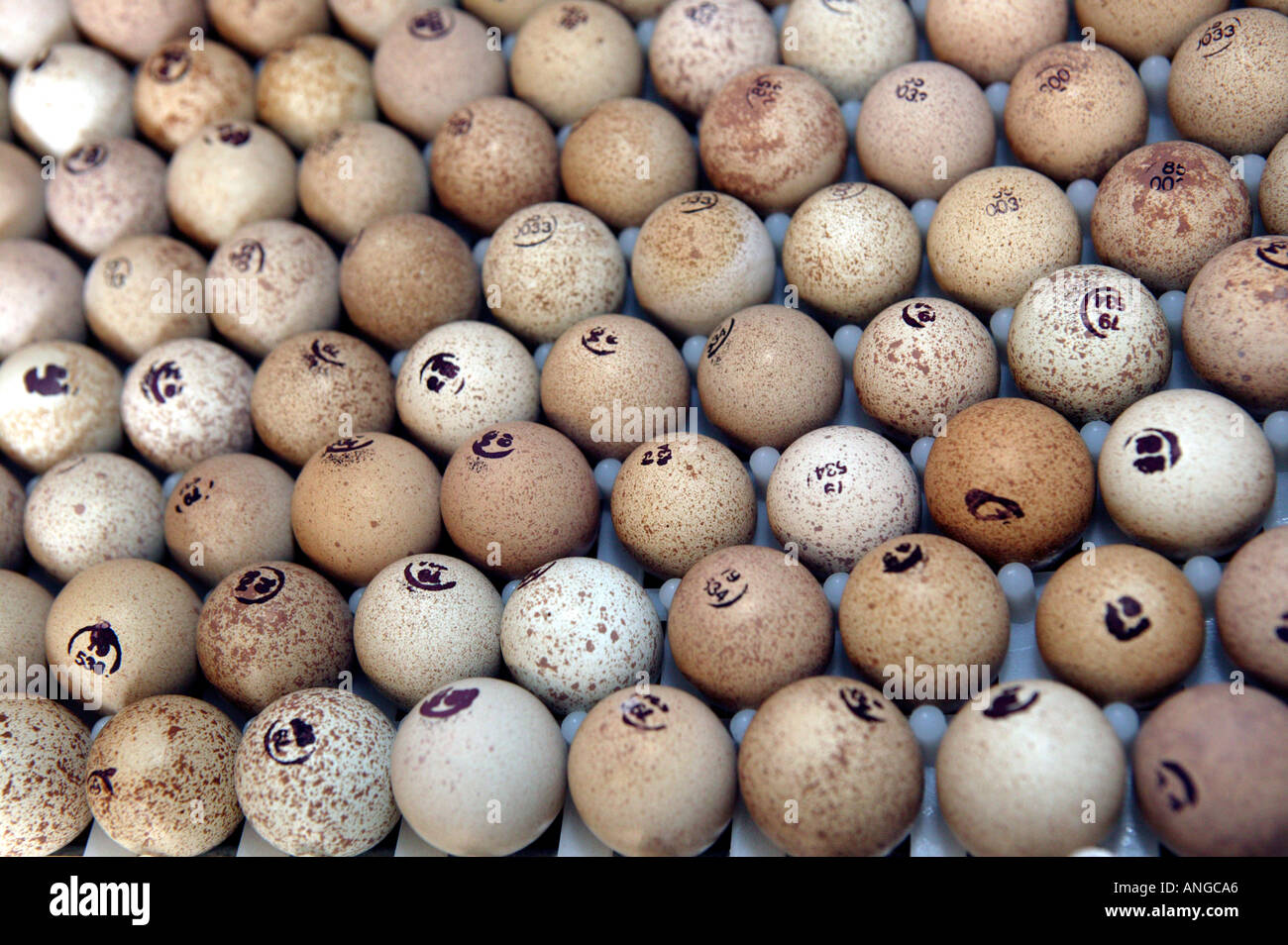 Red legged partridge eggs hi-res stock photography and images - Alamy