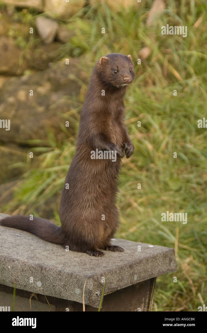 Standing mink hi-res stock photography and images - Alamy