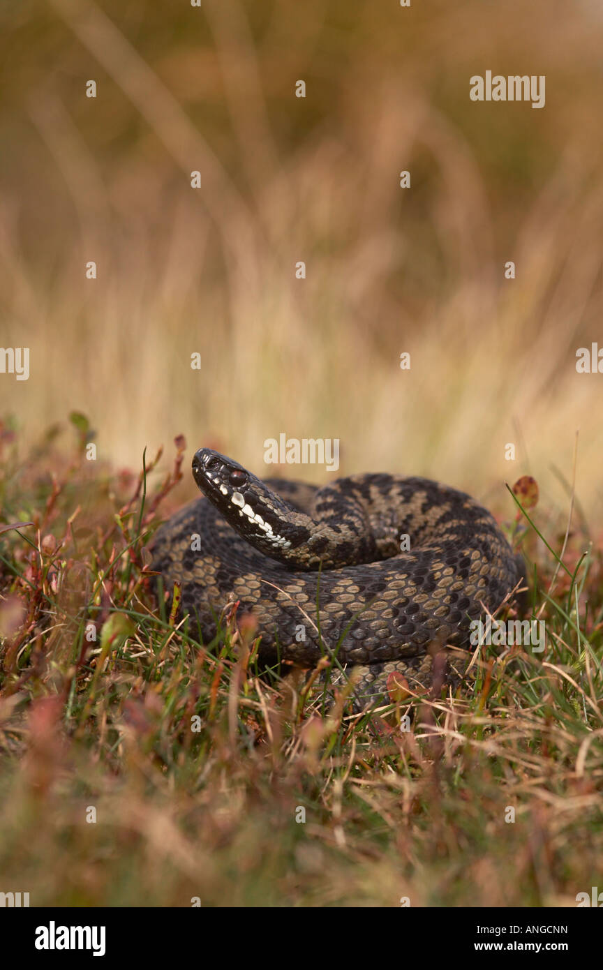 Male Adder Basking Stock Photo - Alamy