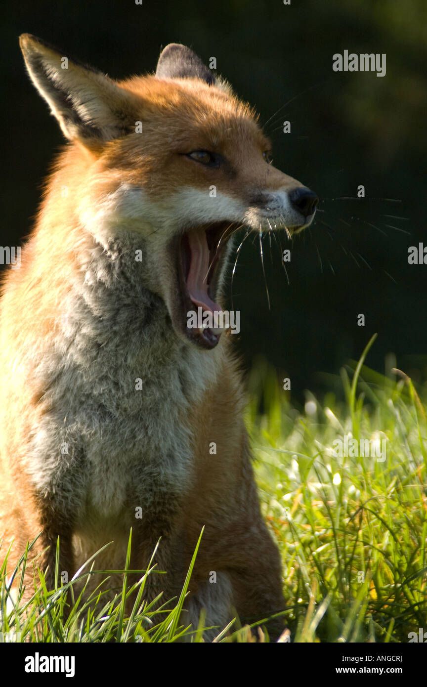 Intelligent fox hi-res stock photography and images - Alamy