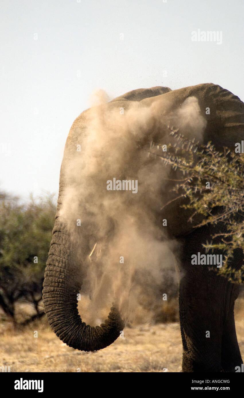 Elephant blowing dust hi-res stock photography and images - Alamy
