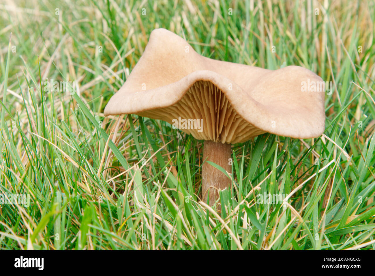 Toad stool hi-res stock photography and images - Alamy