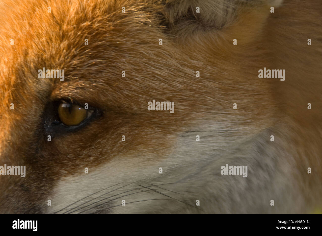 Triangular ears hi-res stock photography and images - Alamy