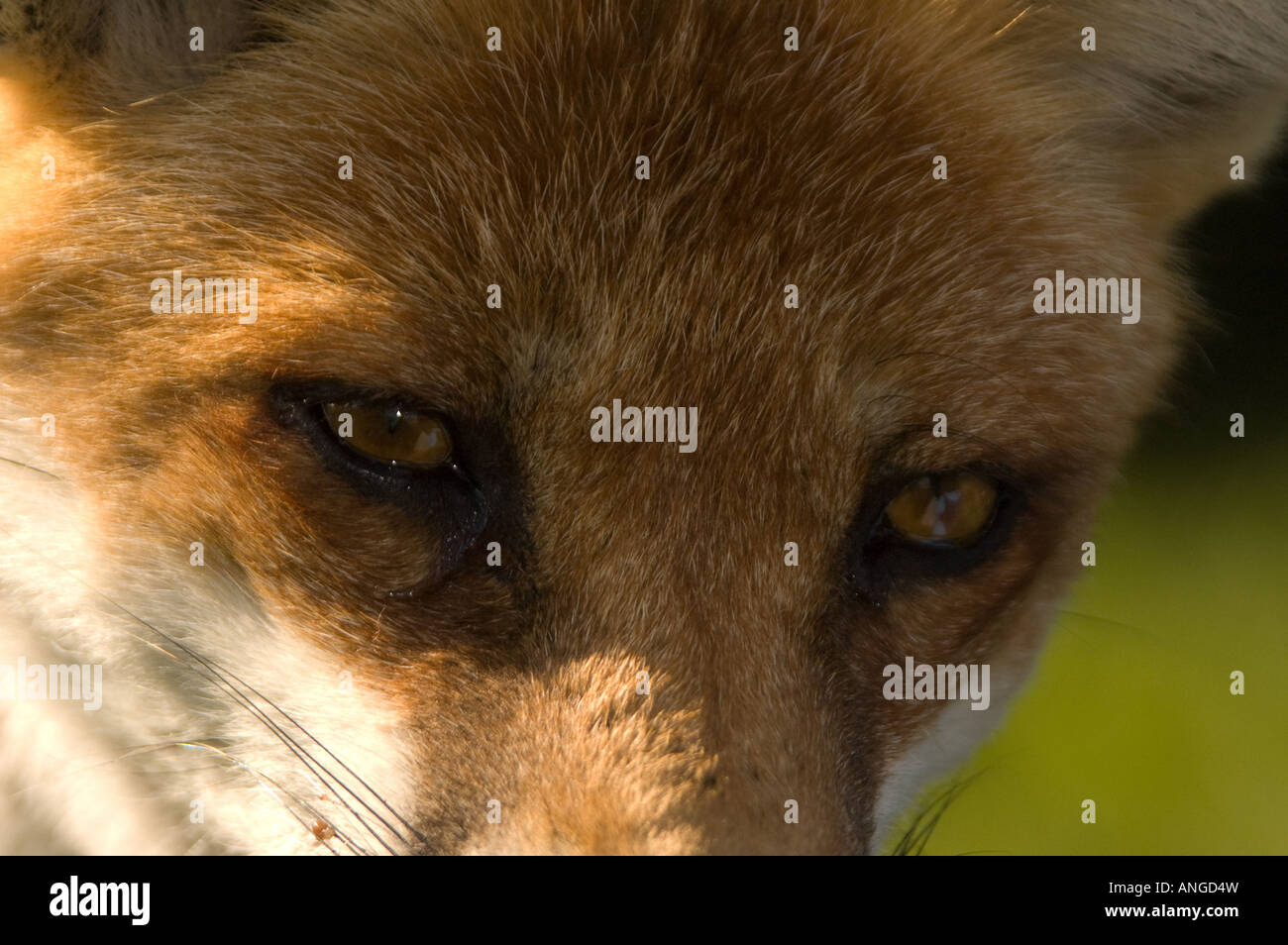 Red fox ears hi-res stock photography and images - Alamy
