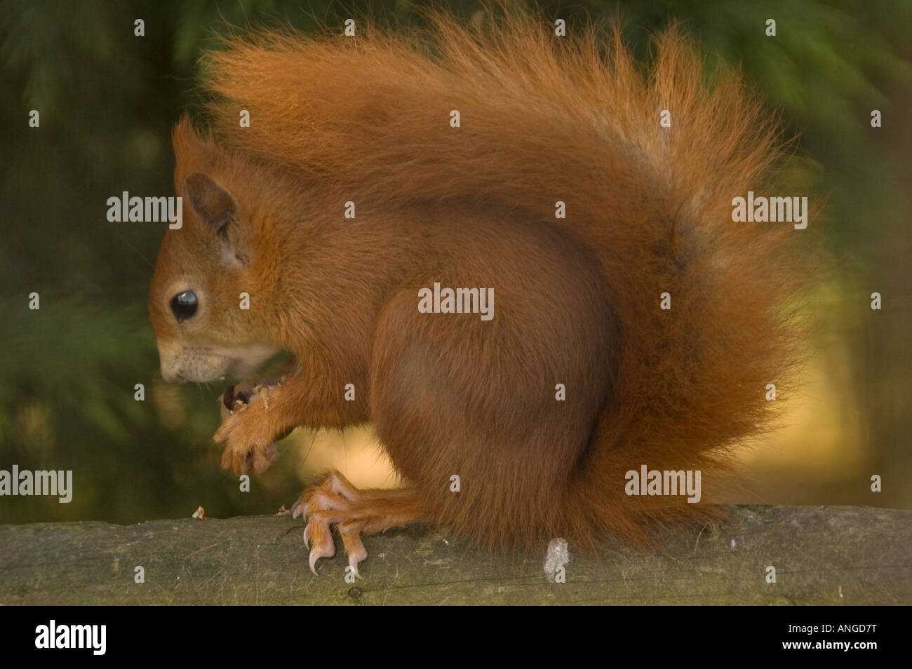 Tufted tail hi-res stock photography and images - Alamy