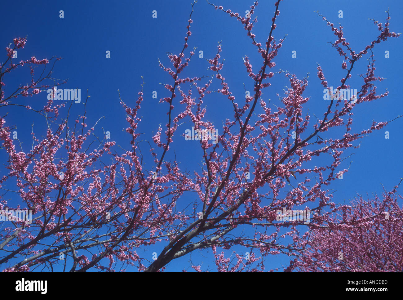 Flowering tree branches in early hi-res stock photography and images ...