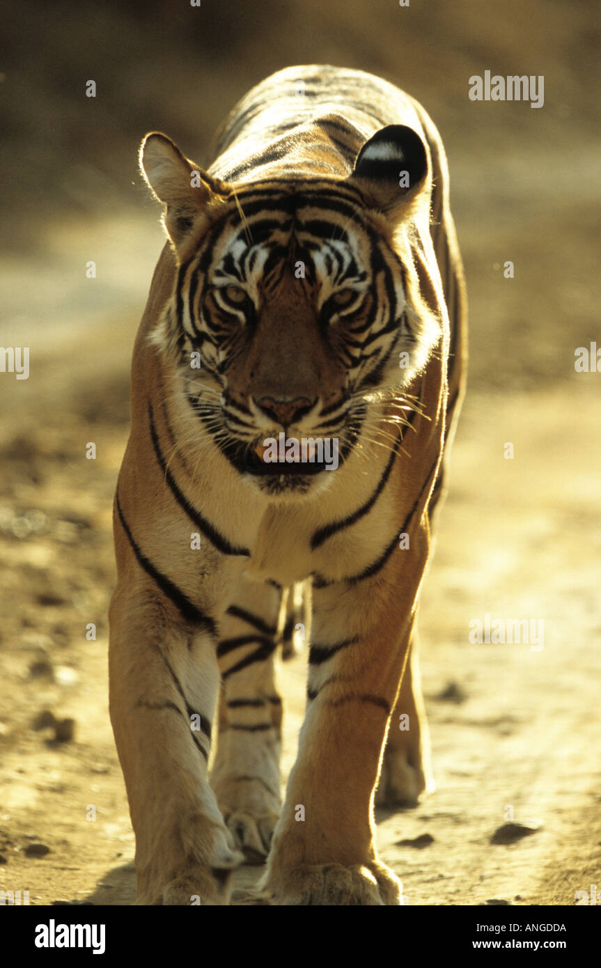 Tiger approaching hi-res stock photography and images - Alamy