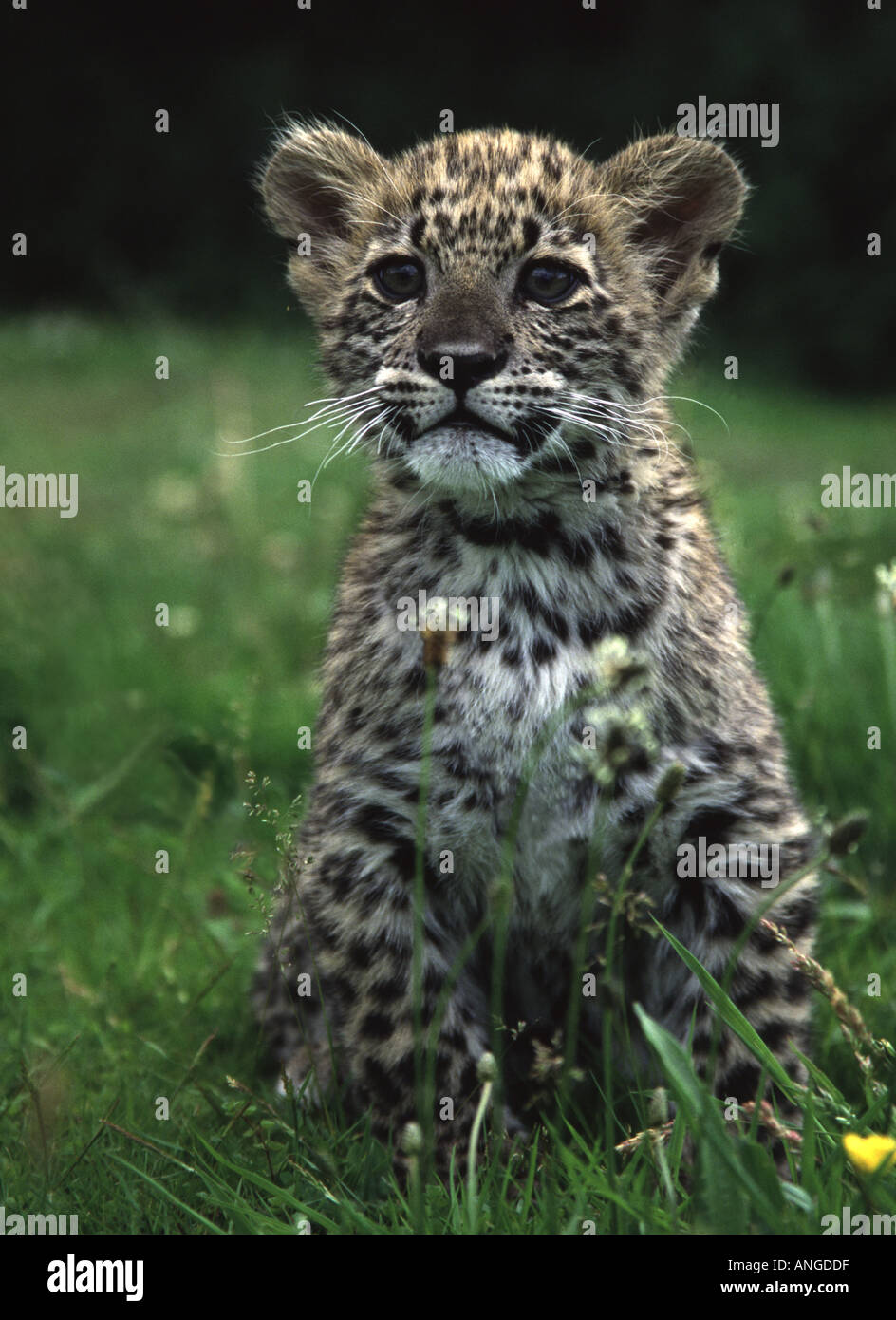 Leopard six week old cub hi-res stock photography and images - Alamy